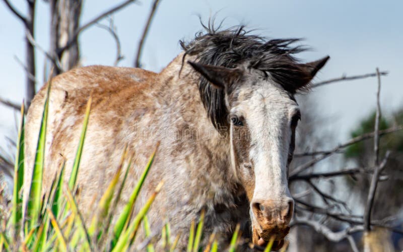 White Head Wild Horse in a Field Stock Photo - Image of meadow, daytime ...