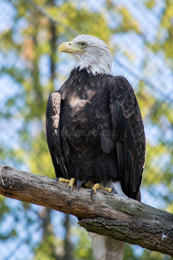 A Rocky Eagle Sits in a Forest on a Tree Editorial Stock Photo - Image ...