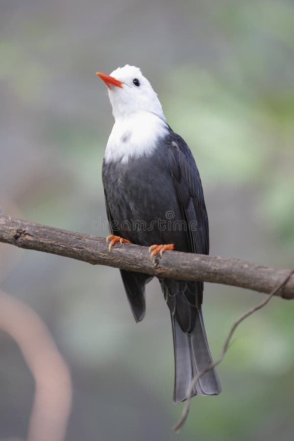 White-headed bulbul stock image. Image of widllife, animal - 18656143