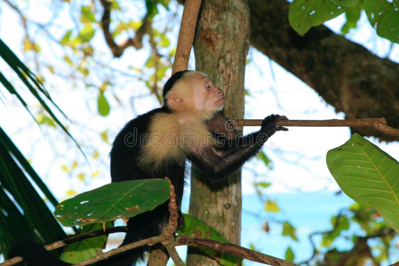 White and Black Headed Capuchin Monkey Looking To the Right Stock Photo ...