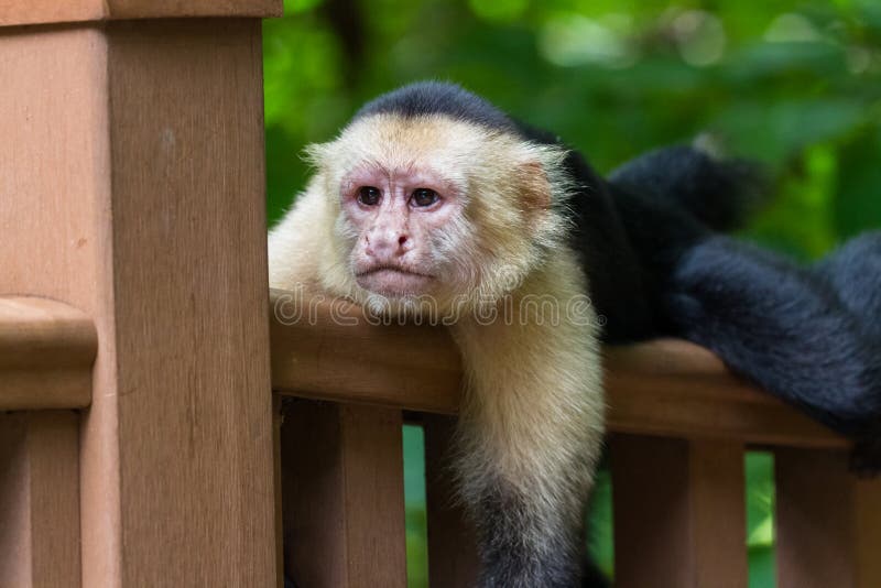 White-headed Capuchin - Cebus Capucinus Stock Photo - Image of national ...