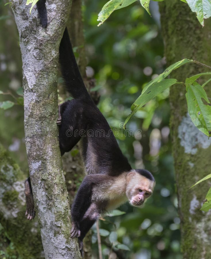 The white-headed capuchin stock image. Image of exotic - 264211941