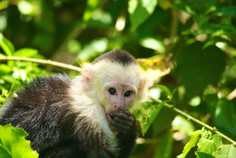 White-headed Capuchin, Eating Stock Photo - Image of central, capuchin ...