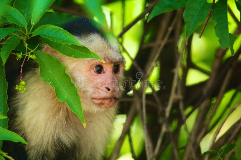White Headed Capuchin Hiding Side Profile Stock Photos - Free & Royalty ...
