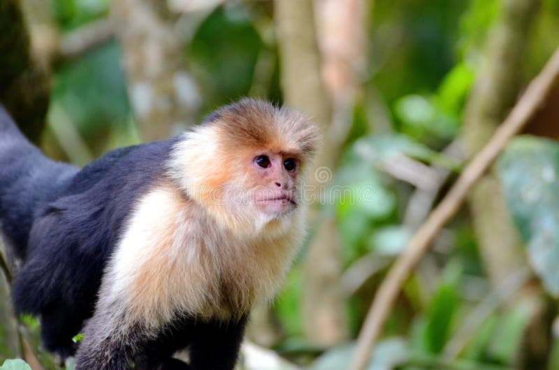 White-headed Capuchin Monkey Stock Photo - Image of daytime, monkey ...