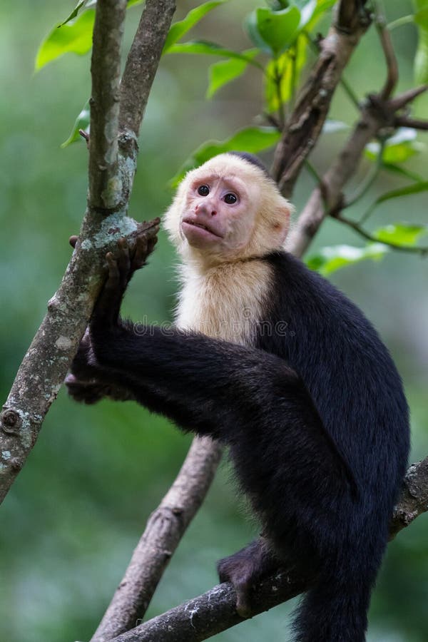 White Headed Capuchin - Cebus Capucinus - Pura Vida Stock Image - Image ...