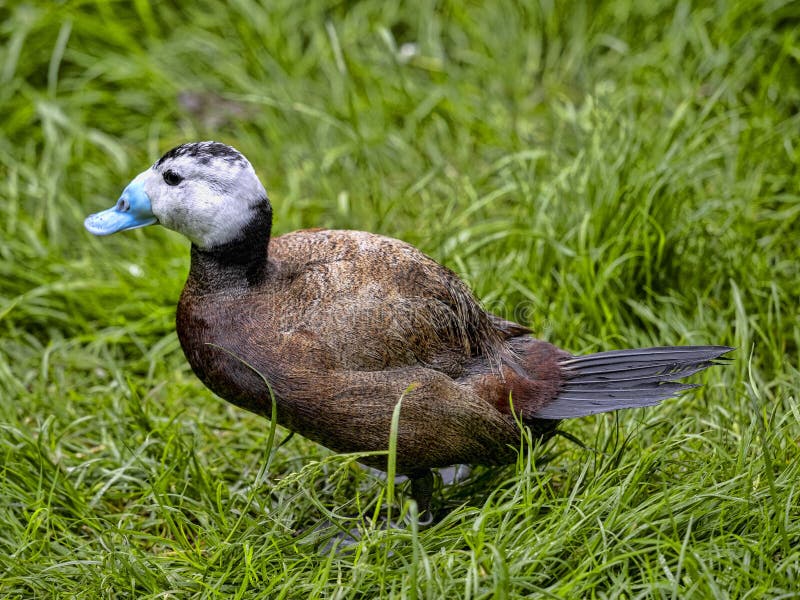 White-headed Duck, Oxyura Leucocephala, Has a White Coloration on the ...