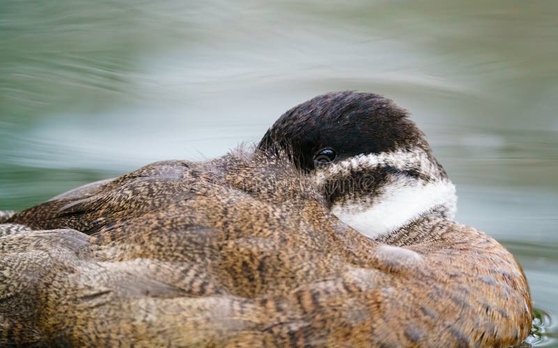 White-headed Duck (Oxyura Leucocephala) Resting on a Pond with it S ...