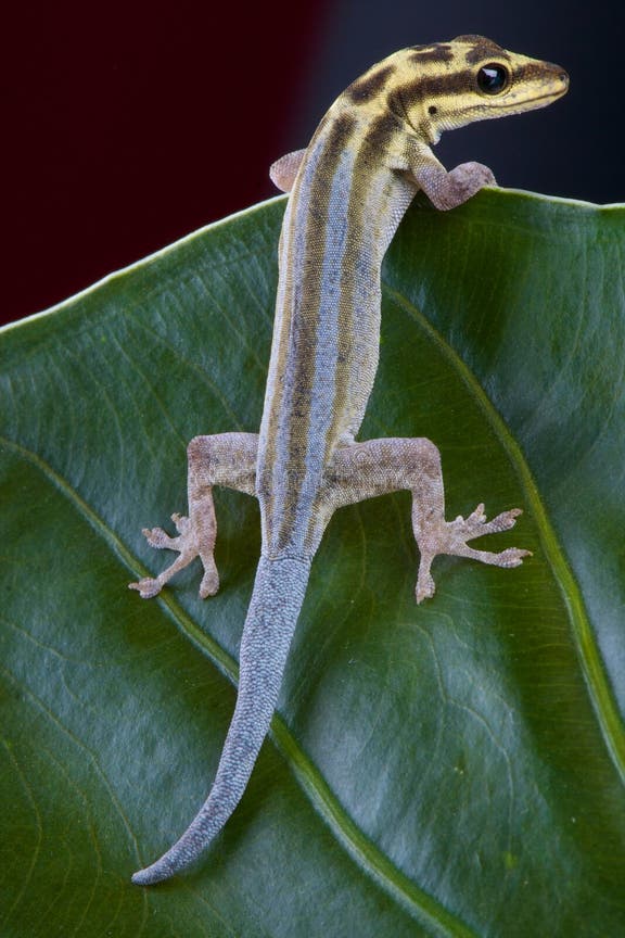 165 Dwarf Gecko Stock Photos - Free & Royalty-Free Stock Photos from ...