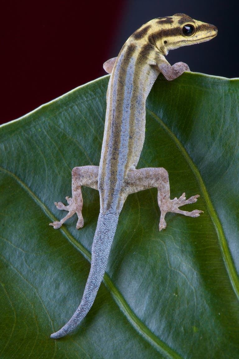 165 Dwarf Gecko Stock Photos - Free & Royalty-Free Stock Photos from ...