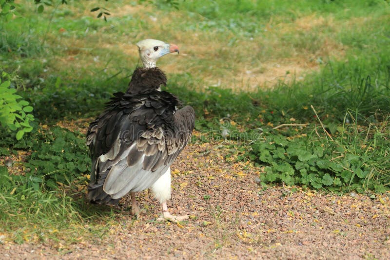 Gier Op De Grond. Afrikaanse Safari Natuur - Imago Stock Foto - Image ...