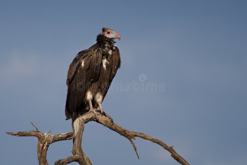 White-headed Gier (Trigonoceps-occipitalis) Stock Afbeelding - Image of ...