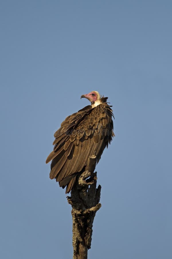 White-headed Gier Die Op Dode Tak Wordt Neergestreken Stock Foto ...