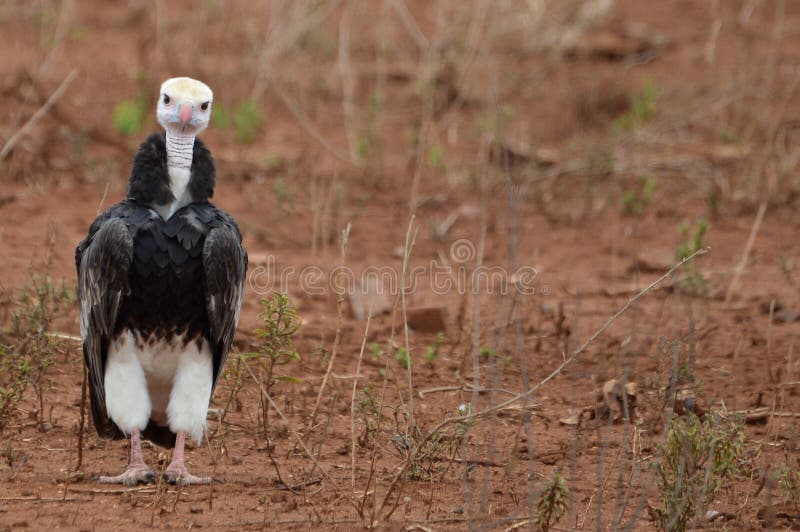 White-headed Gier (Trigonoceps-occipitalis) Stock Afbeelding - Image of ...