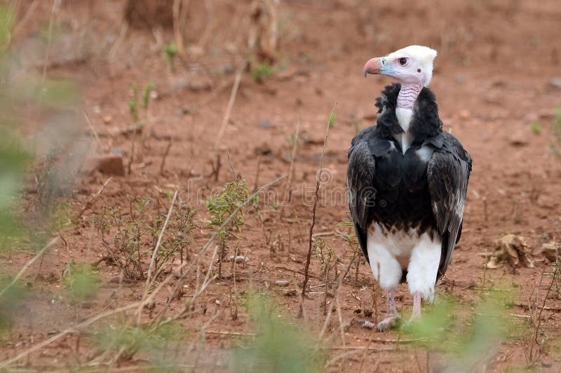 White-headed Gier (Trigonoceps-occipitalis) Stock Afbeelding - Image of ...
