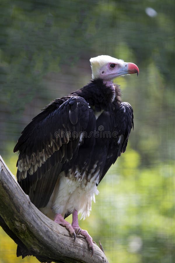 White-headed Gier, Trigonoceps-occipitalis, Heeft Een Wit Hoofd Stock ...
