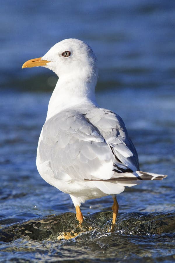 White Headed Gull Standing in River Stock Image - Image of birds, water ...