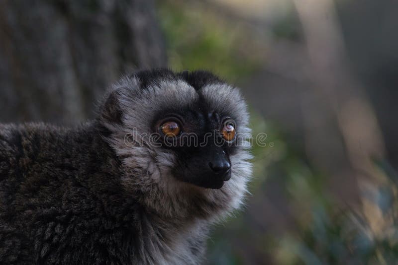 Wild Lemur in Madagascar in Africa Stock Image - Image of eulemur ...