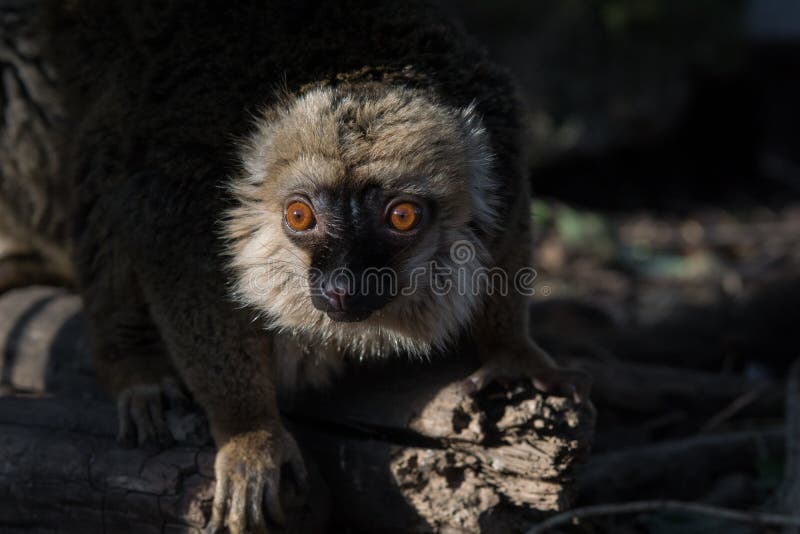 Wild Lemur in Madagascar in Africa Stock Image - Image of wild ...