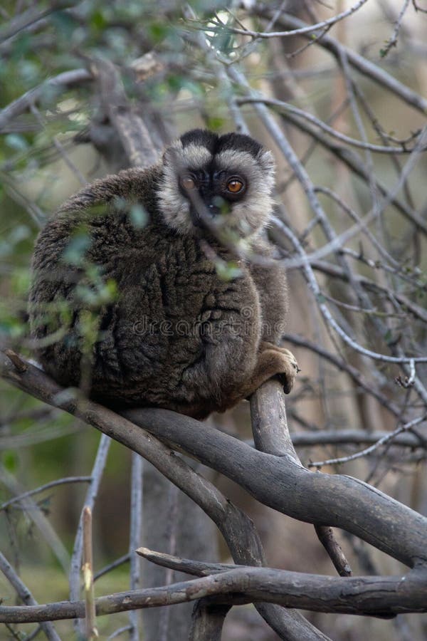 Wild Lemur in Madagascar in Africa Stock Photo - Image of species ...