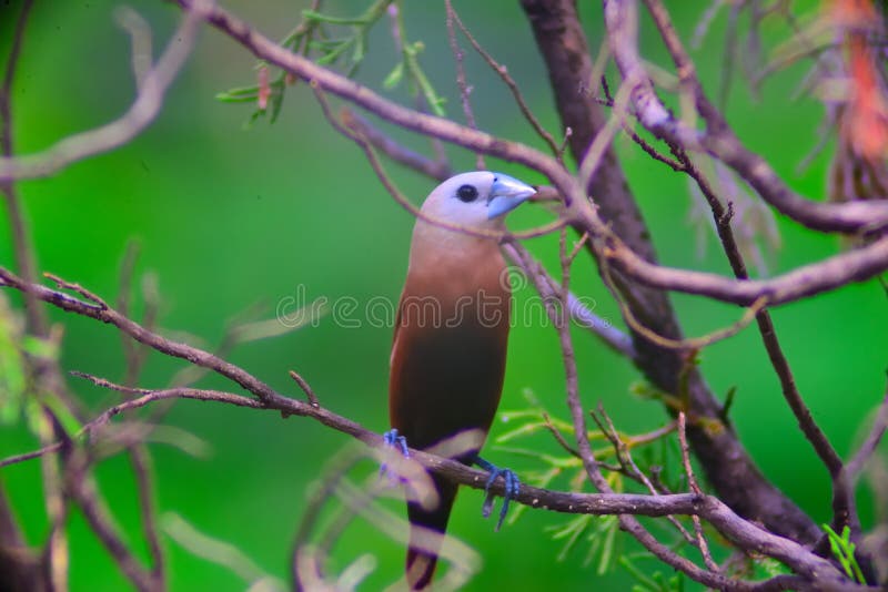 White headed munia stock image. Image of white, garden - 242338615