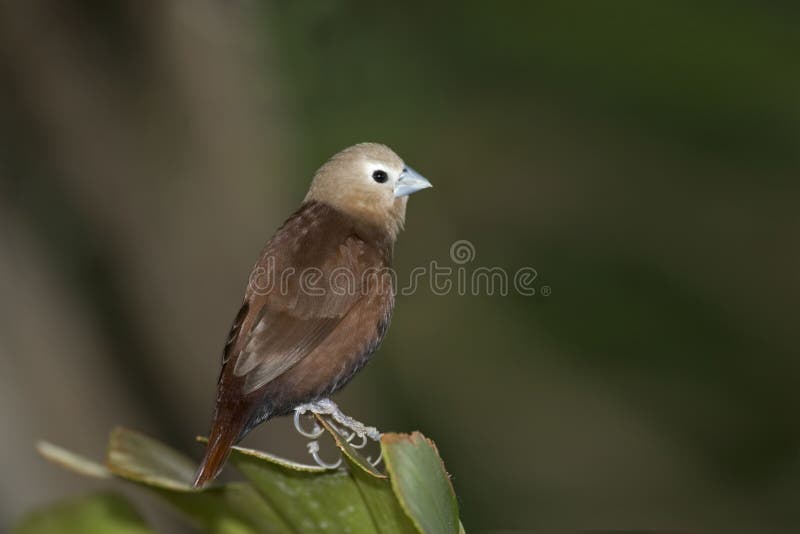 White-headed Munia, Lonchura Maja, Perched on Plant Stock Photo - Image ...