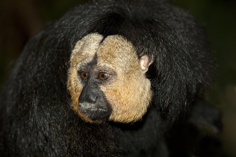 WHITE HEADED SAKI Pithecia Pithecia, PORTRAIT of MALE Stock Image ...