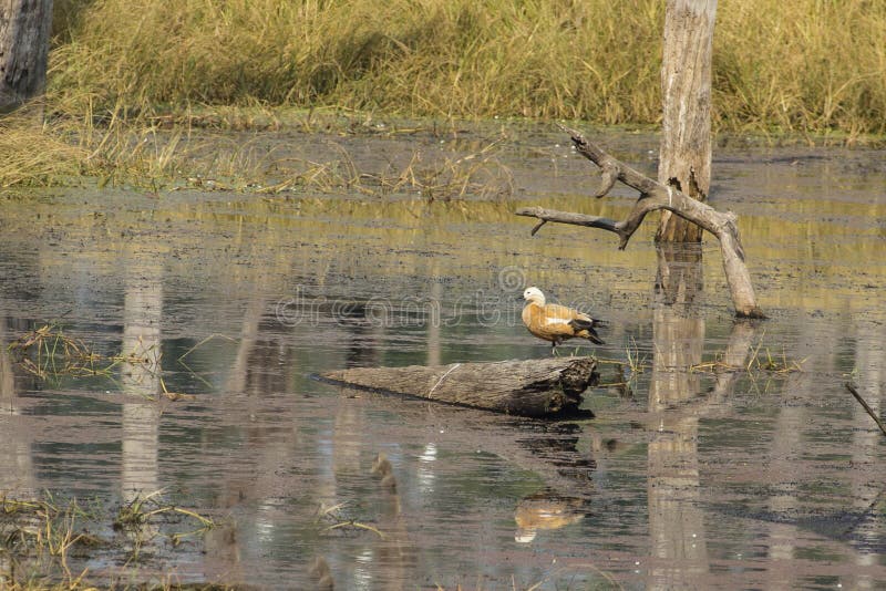 Ruddy Shelduck on Fallen Log Stock Photo - Image of mirror, branch ...