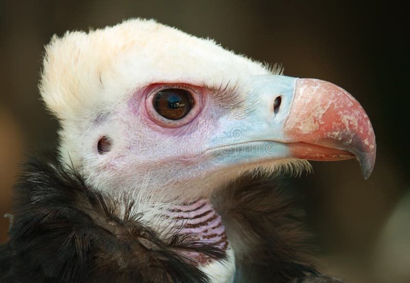White Headed Vulture stock image. Image of looking, white - 18910847