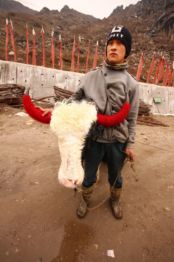 White Headed Yak at Sikkim, India Editorial Stock Image - Image of ride ...