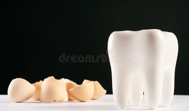 White Healthy Human Tooth Model and Chicken Eggs Stock Image - Image of ...