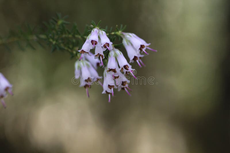 White heath stock photo. Image of tree, plant, ericaceae - 190044792