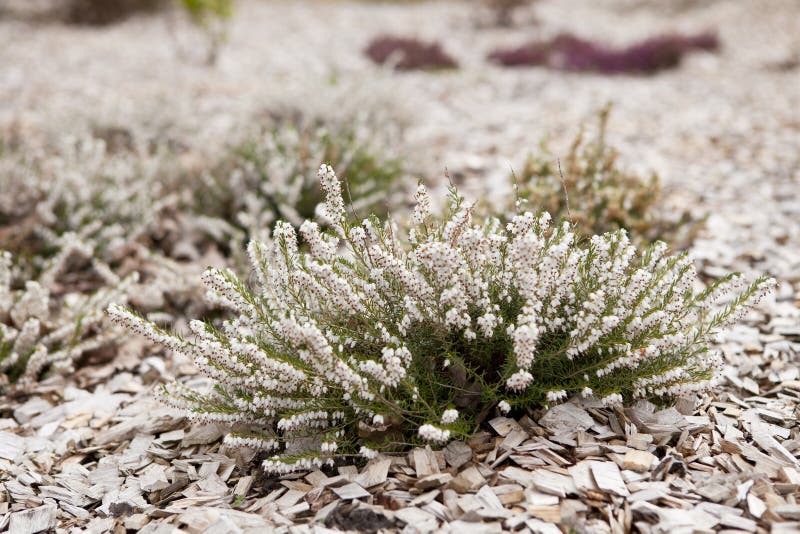 The White Heather Flower Fills the Environment with Color and Aroma ...