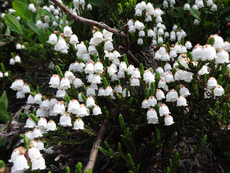 White heather blooming stock photo. Image of petal, cascades - 59693752