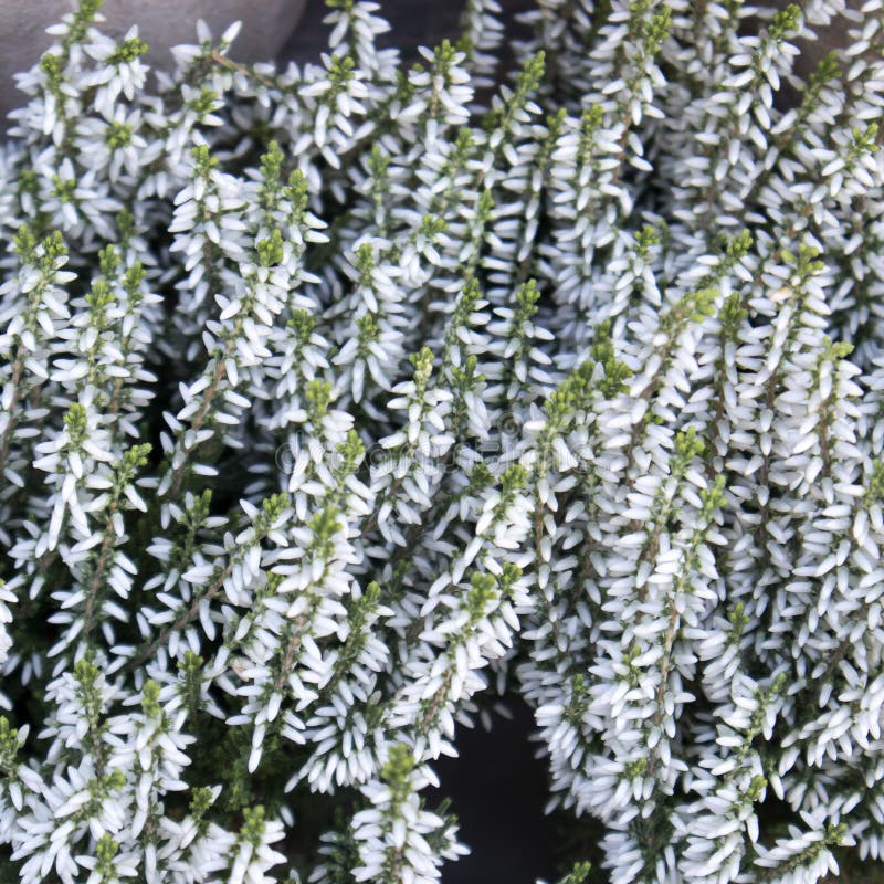 White Heather Flower Wallpaper. Square Format Stock Image - Image of ...