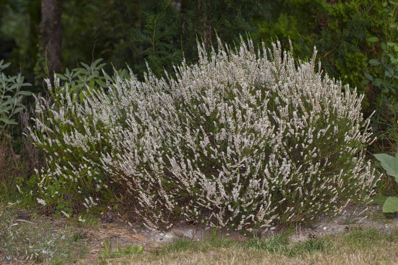 The White Heather Flower Fills the Environment with Color and Aroma ...