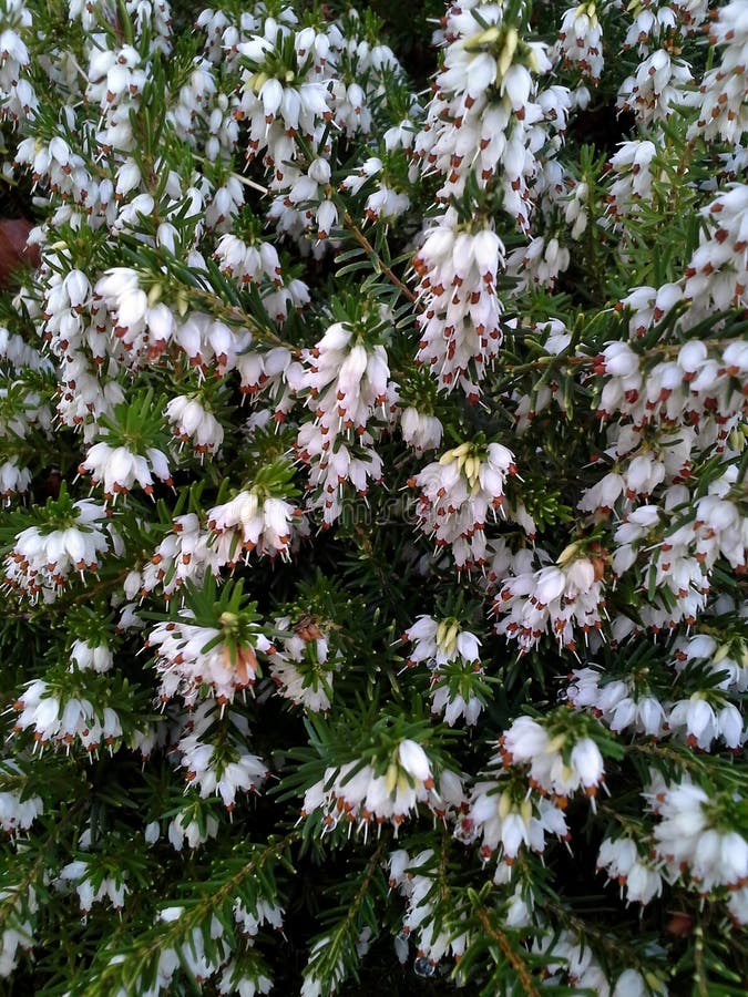 White Heather Pattern stock image. Image of leaf, stamen - 97963071