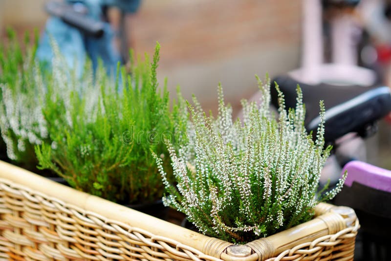 White Heather Plants Blossoming in Wicker Boxes Stock Image - Image of ...