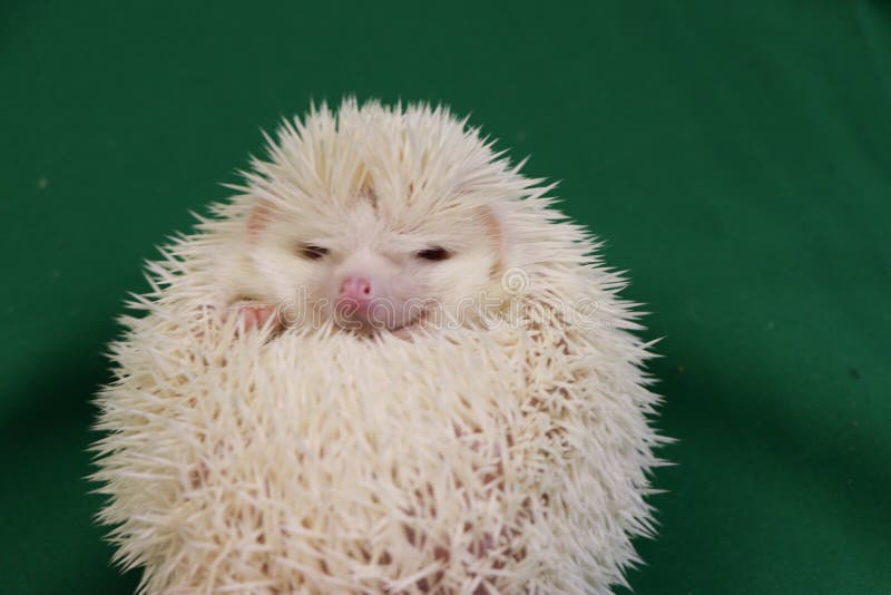 White Hedgehog Smiling Face Photo Stock Image - Image of spiky ...