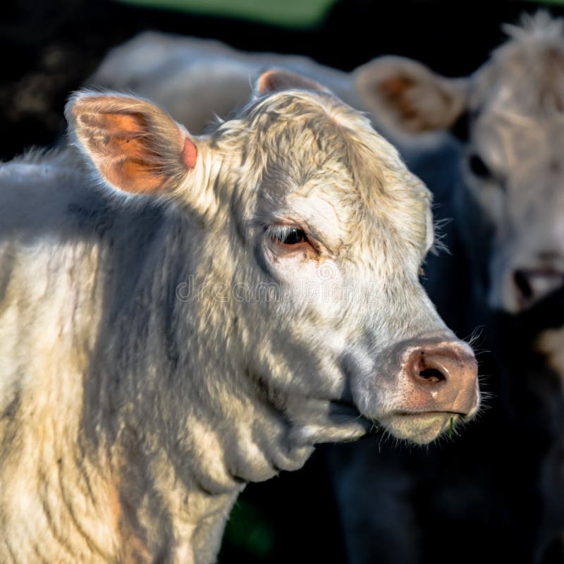 Beef cow head portrait BW stock photo. Image of autumn - 142487612