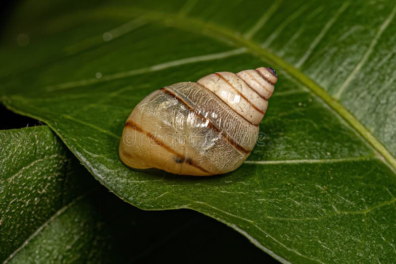 White Helicinan Snail stock image. Image of nature, genus - 264277181