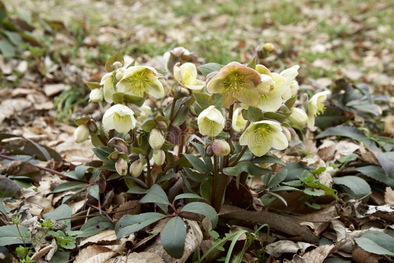 White hellebore stock image. Image of environment, light - 67788197