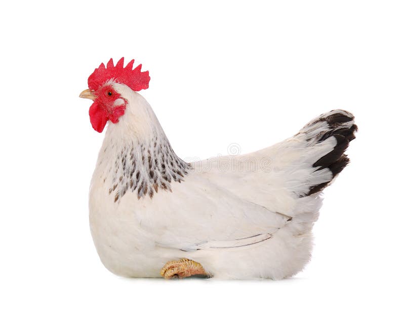 White hen stock image. Image of rural, poultry, white - 14168261