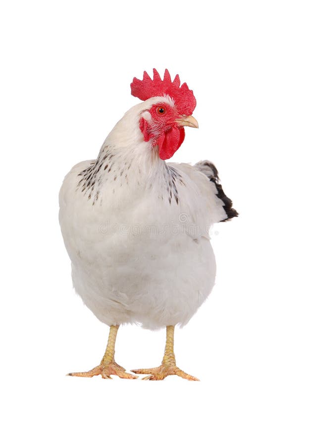 1,200+ White hen Free Stock Photos - StockFreeImages