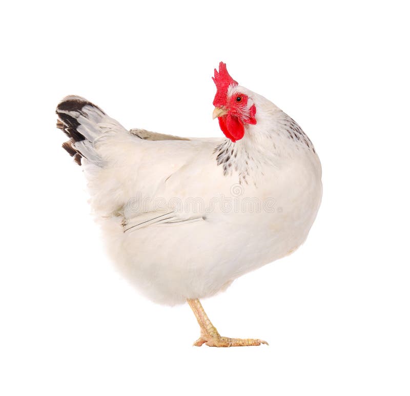 White hen stock image. Image of rural, poultry, white - 14168261