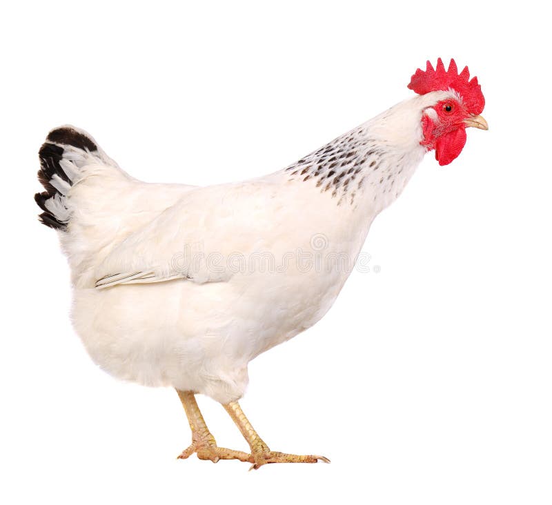 White hen stock image. Image of rural, poultry, white - 14168261