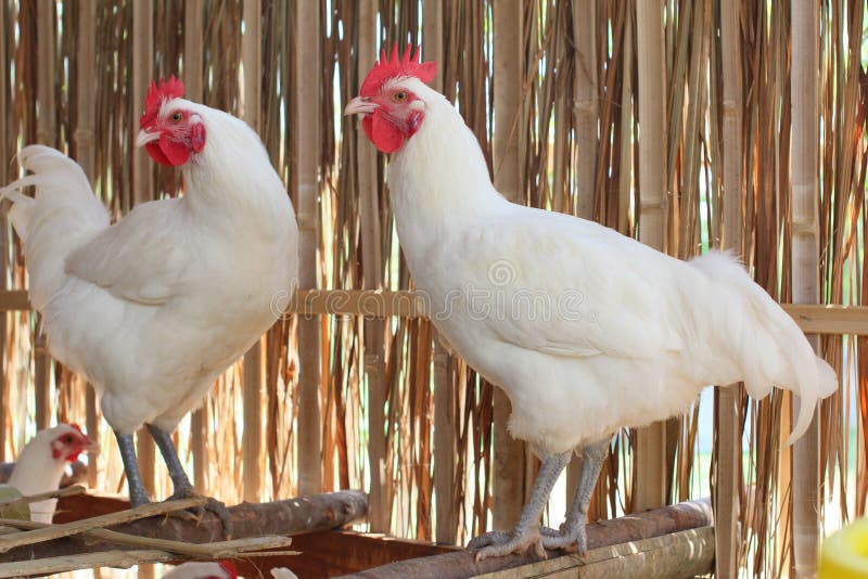 White hen stock image. Image of rural, bird, white, chick - 26055839