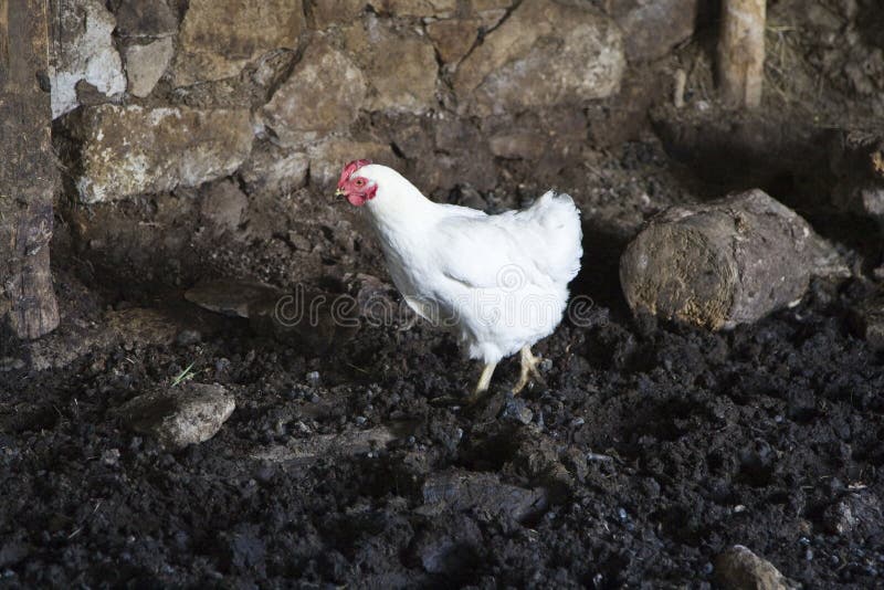 White Hen Picture. Image: 3555196