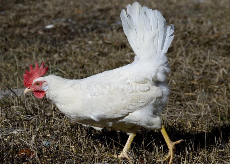 White hen stock image. Image of bird, farm, close, livestock - 8952081