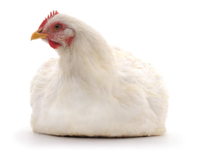 White hen stock photo. Image of comb, blue, animal, background - 4612512
